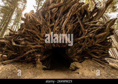 Root system of fallen Giant Sequoia, Sequoiadendron giganteum, in the ...