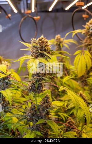 Premium indoor Cannabis bud being grown under LED lights Stock Photo ...