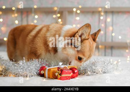 Corgi dog with gifts and Christmas decorations against the garland ...