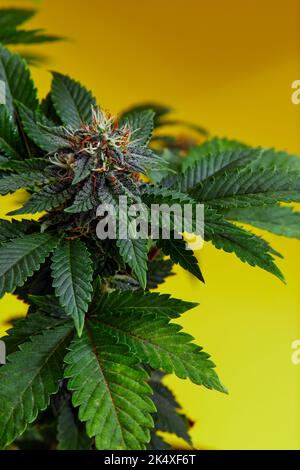 Macro a cannabis flower with the formula THC CBD CBN, CBD Chemical ...