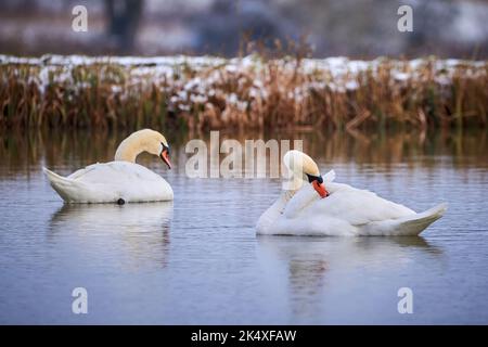 Mute swans preening feathers in winter season (Cygnus olor Stock Photo ...
