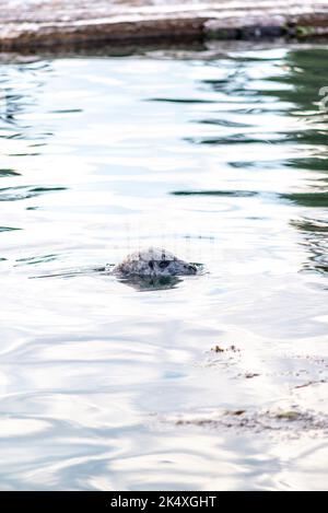 Curious harbour seals in the Macaulay Point Park in Victoria in British ...