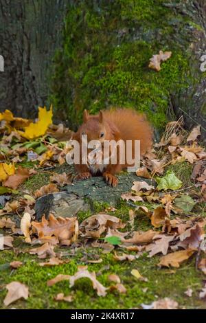Autumn in Lazienki PArk, Jesien w Parku Lazienki Stock Photo - Alamy