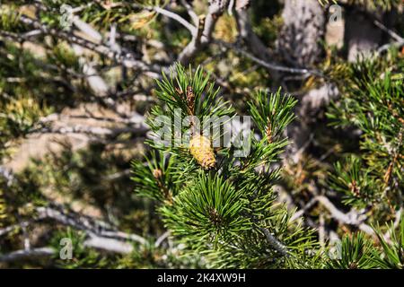 Lodgepole Pine, Pinus contorta, needles and open cones on Mount ...