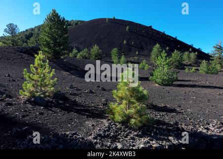 volcano of lateral eruption and lava field of ashes with young pine ...