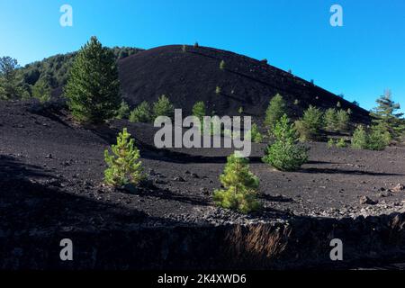 volcano of lateral eruption and lava field of ashes with young pine ...