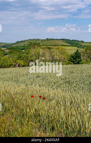 Looking over Findon Valley to the Iron Age Hill Fort of Cissbury Ring ...