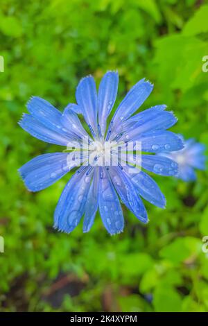Bright and colorful light blue chicory flowers growing on a green ...