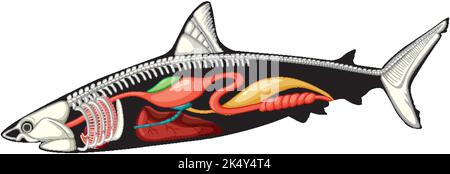 Internal anatomy of shark illustration Stock Vector Image & Art - Alamy