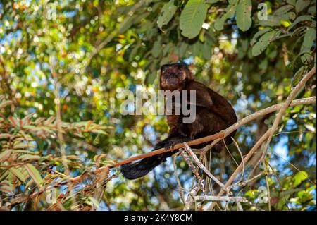 Capuchin monkey (Cebus libidinosus) is a commom monkey at Rio Doce ...