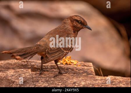 Sabiá-do-campo or Mockingbird (Mimus saturninus) is a small bird from ...