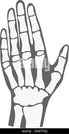 Carpal bones. Human hand anatomy. small bones of the wrist: Scaphoid ...