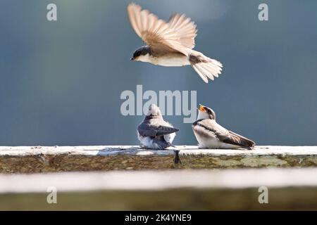 An adult Tree Swallow (Tachycineta bicolor) feeding two perched ...