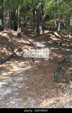 Petrified trees in the Petrified Forest, Flora, Mississippi Stock Photo ...