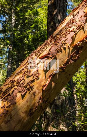 close up of a madrone forest in the California Coast Stock Photo - Alamy