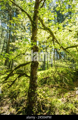 A Big Leaf Maple tree along Cascade Creek in Moran State Park Stock ...
