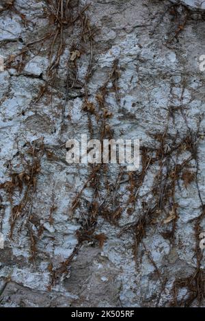 Abandoned wall with dead roots close up vintage village background high ...