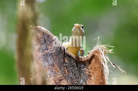 The Seychelles skink (Trachylepis seychellensis) lizard endemic to the ...