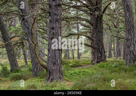 Old pine trees or Scots pines (Pinus sylvestris), Lake Bandak, Dalen ...