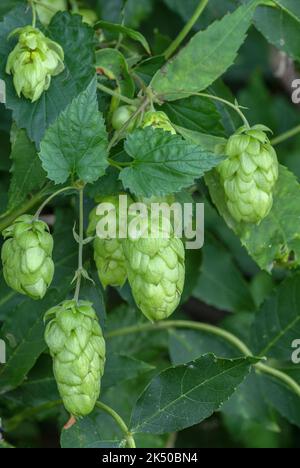 Female Wild Hop, Humulus lupulus, in fruit in early autumn Stock Photo ...