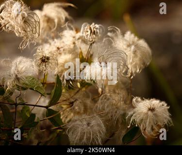 Close up of the fluffy and whirly seedhead of Clematis integrifolia a ...