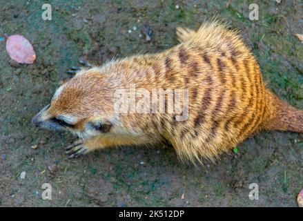 Meerkats, social animals in wildlife parks Stock Photo - Alamy