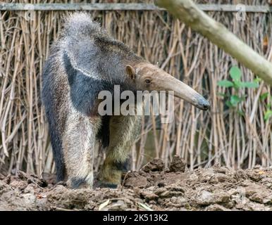 A large anteater in a wildlife park Stock Photo - Alamy