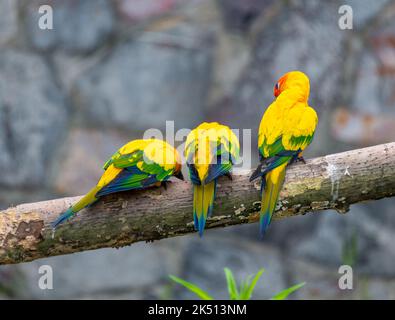Yellow-and-green Sun Condor on a branch Stock Photo - Alamy