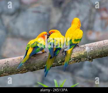 Yellow-and-green Sun Condor on a branch Stock Photo - Alamy