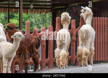 A group of lovely alpacas in a safari park Stock Photo - Alamy