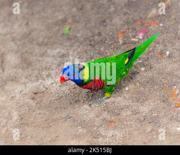 A beautiful parrot in a safari park Stock Photo - Alamy