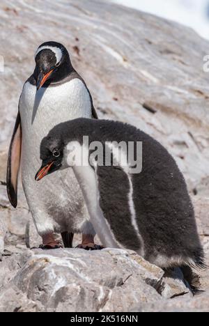 Gentoo penguin two specimens flapping their wings, Antarctic peninsula ...