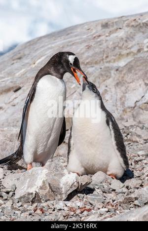 Gentoo penguin two specimens flapping their wings, Antarctic peninsula ...