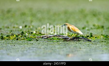 A pond heron in the swamps of the Danube Delta in Romania Stock Photo ...