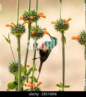The male Beautiful Sunbird is a vivid array of colours during the ...