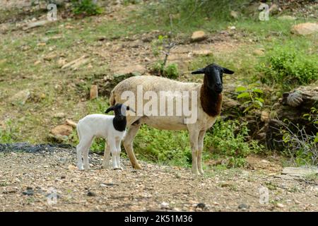 Dorper sheep with cub in the Caatinga biome, Cariri region, Cabaceiras ...