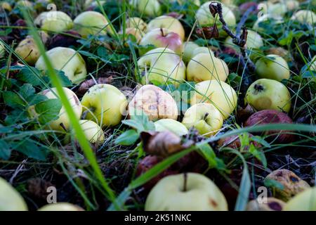 Apples in the grass during autumn Stock Photo - Alamy