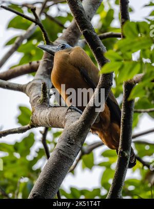 Capuchinbird (Perissocephalus tricolor) perched on a branch in the ...