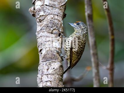 Golden-spangled Piculet (Picumnus exilis), feeding on sap, Amazonas ...