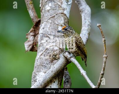 A male Golden-spangled Piculet (Picumnus exilis) foraging on a tree ...