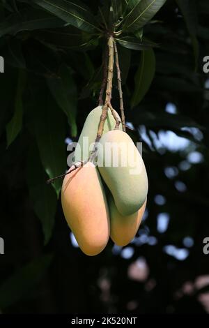 Mahachanok Mango on tree in the orchard, Unripe mango on the tree in ...