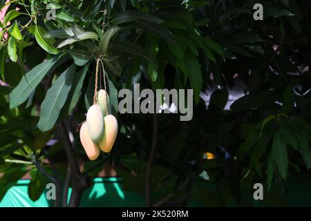 Mahachanok Mango on tree in the orchard, Unripe mango on the tree in ...