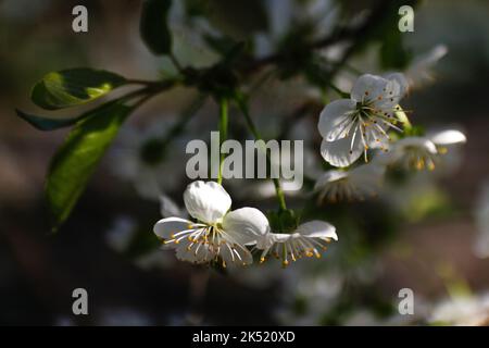Defocus fresh spring branches of cherry tree with flowers, natural ...