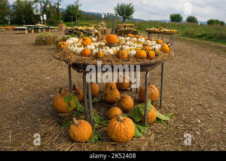 An early October display of traditional orange Halloween pumpkins in a ...