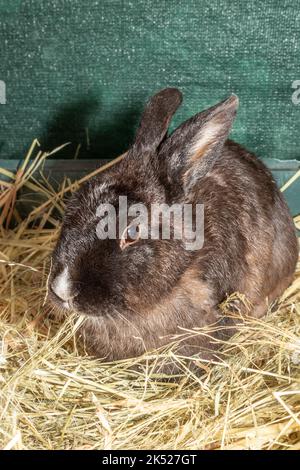 Cute domestic pet rabbit, Cape Town, South Africa Stock Photo - Alamy