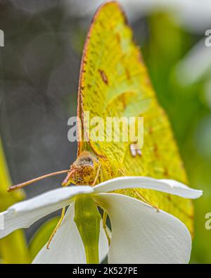 An Emigrant Butterfly sitting on a white flower Stock Photo - Alamy