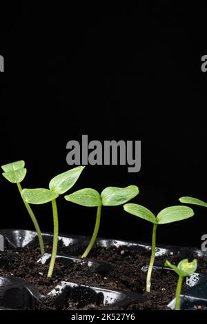 Growing cucumbers from seeds. Step 4 - First Sprout Stock Photo - Alamy