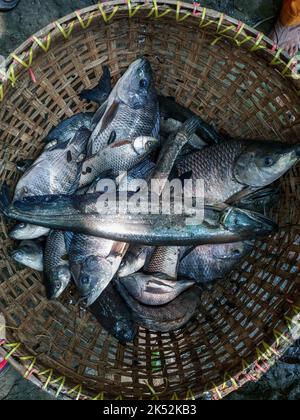 Wallago attu freshwater shark catfish in hand, fish with sharp teeth ...