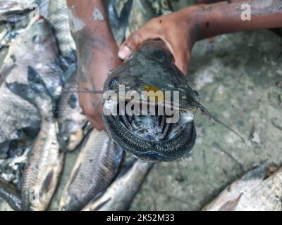 Wallago attu freshwater shark catfish in hand, fish with sharp teeth ...