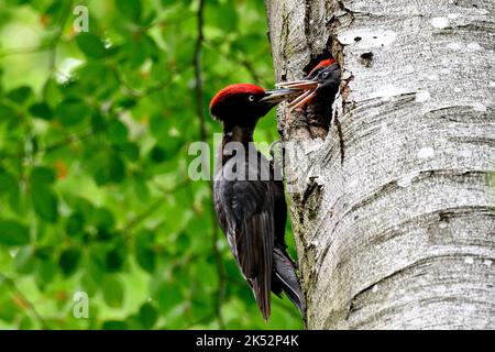France, Doubs, fauna, bird, Piciforme, Black Woodpecker (Dryocopus ...